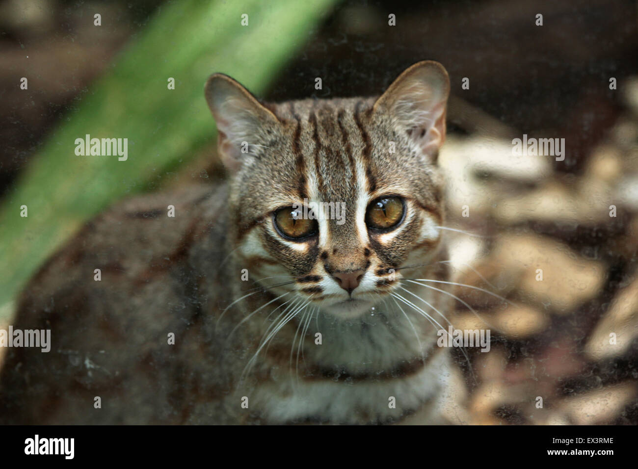 Rusty-spotted cat (Prionailurus rubiginosus) at Frankfurt Zoo in ...