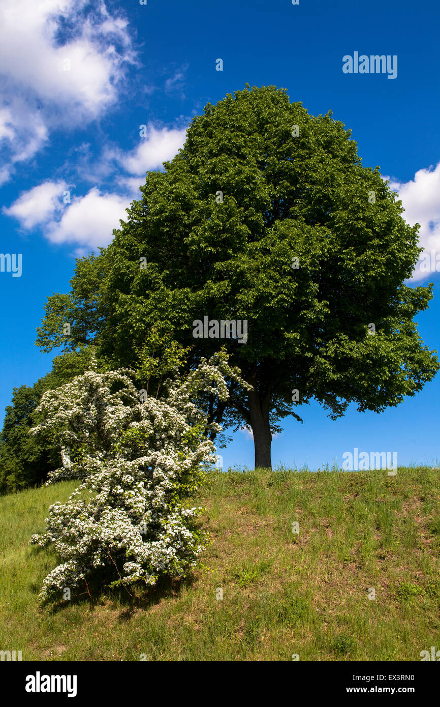 Europe, Germany, North-Rhine Westphalia, tree in the palace grounds of ...