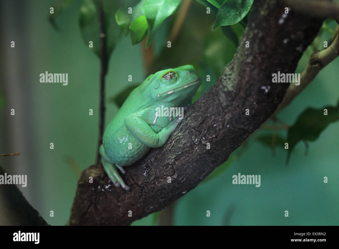 Waxy monkey tree frog (Phyllomedusa sauvagii) at Frankfurt Zoo in ...