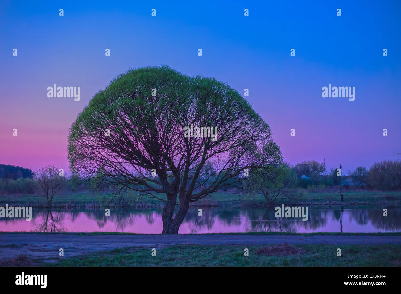 tree and river, sunset Stock Photo - Alamy