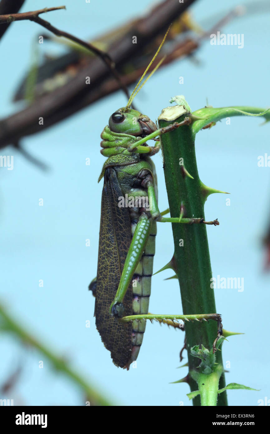 Giant grasshopper hi-res stock photography and images - Alamy