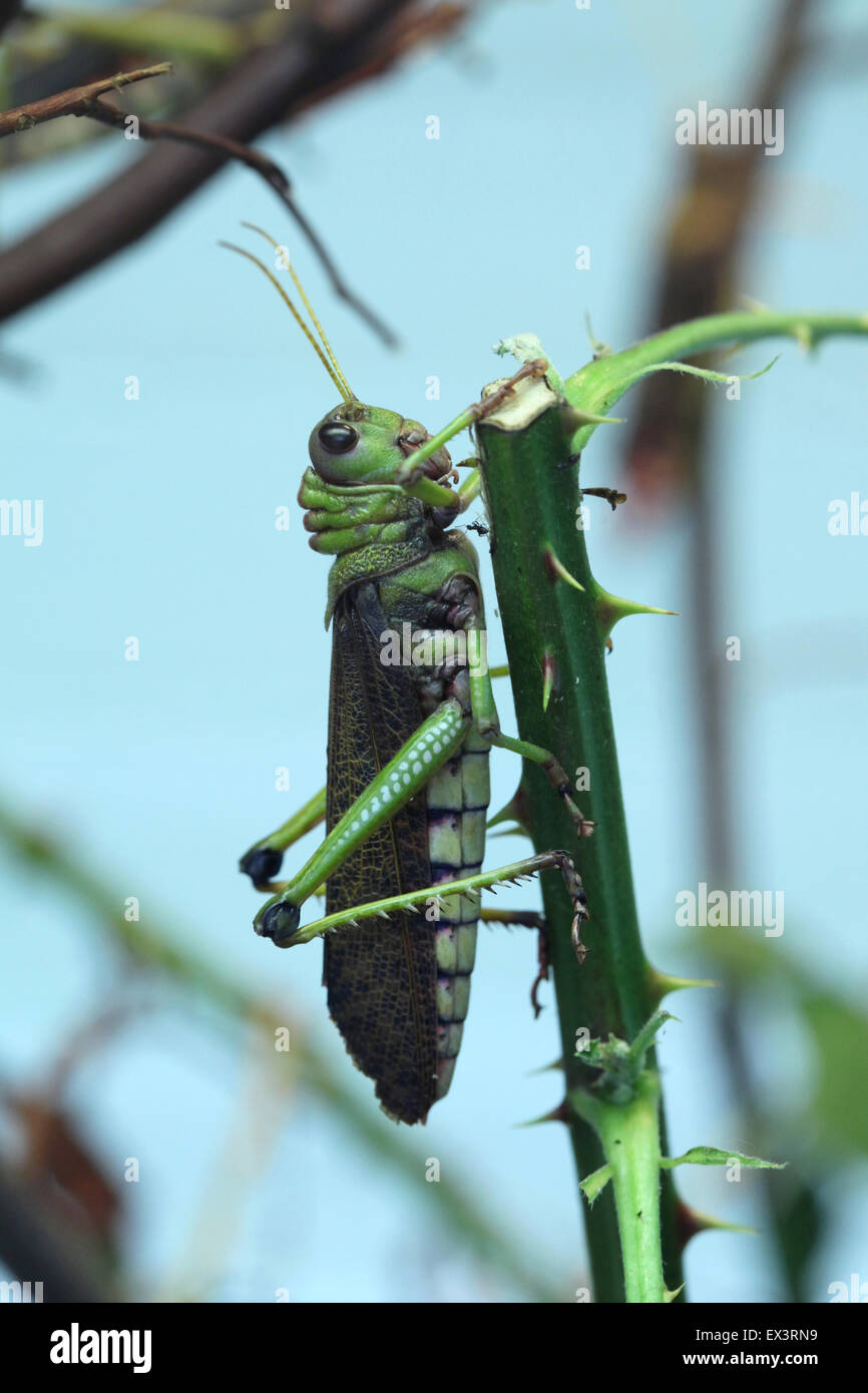 Lubber grasshoppers hi-res stock photography and images - Alamy