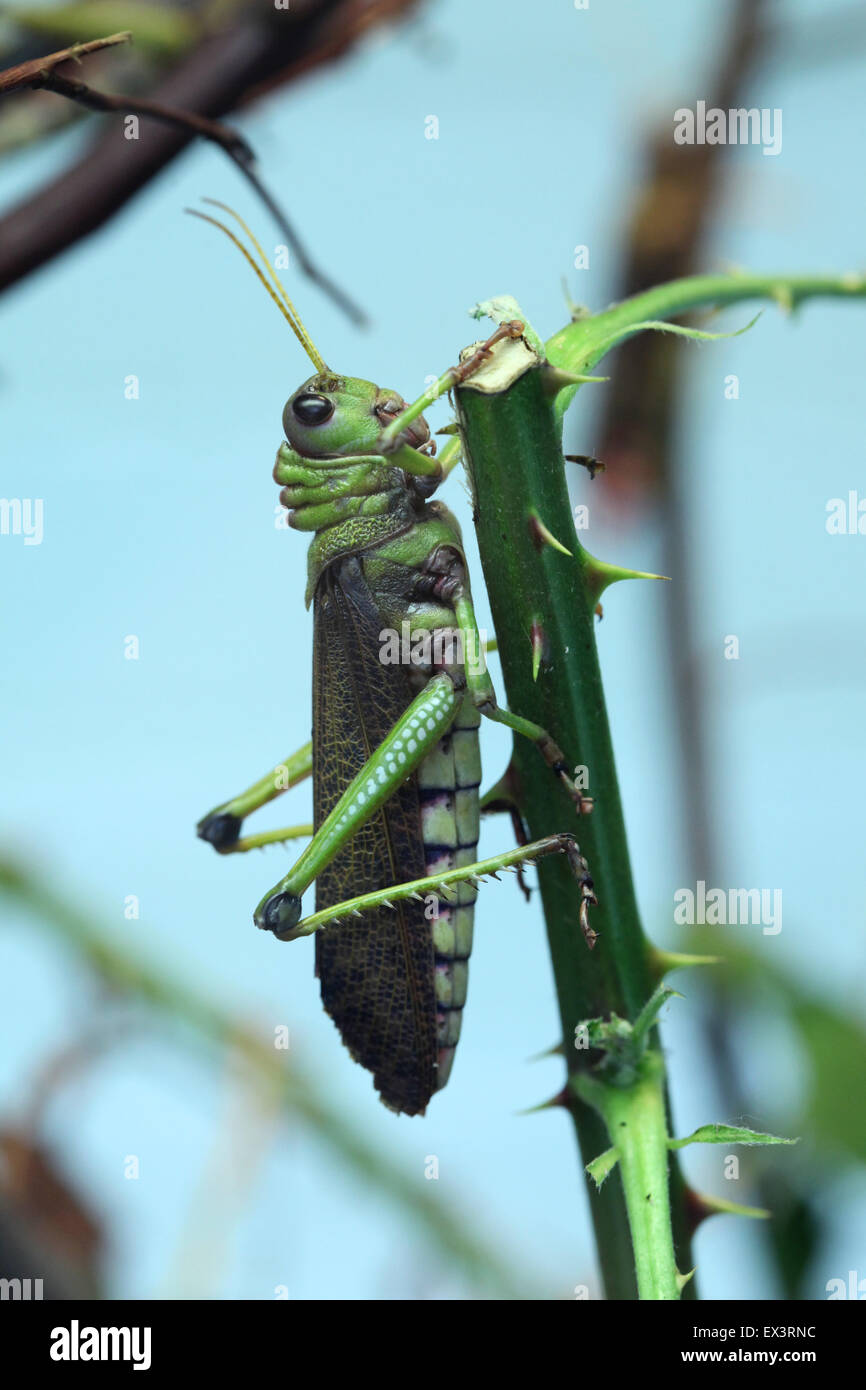American grasshopper hi-res stock photography and images - Alamy