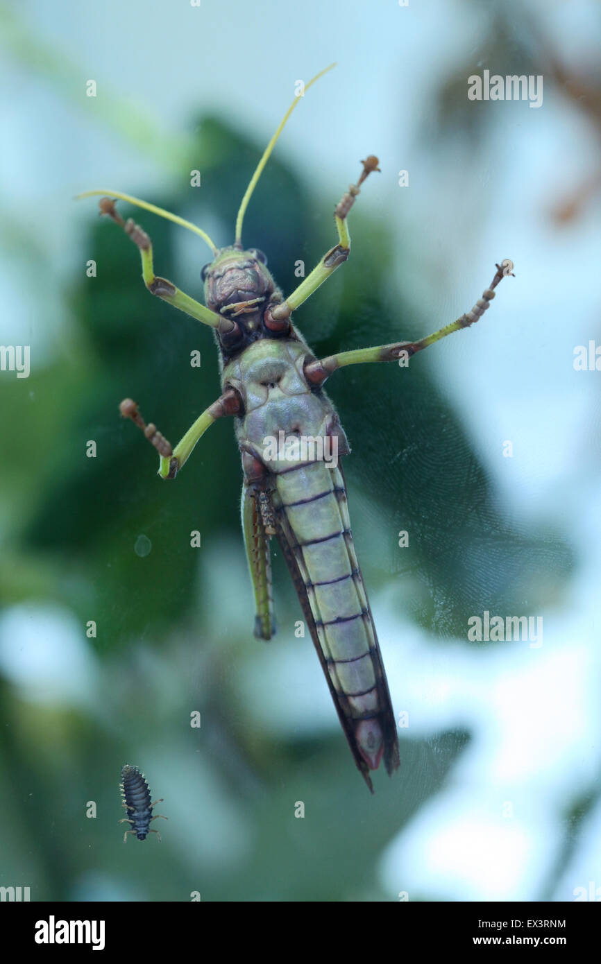 Giant grasshopper (Tropidacris collaris) at Frankfurt Zoo in Frankfurt ...