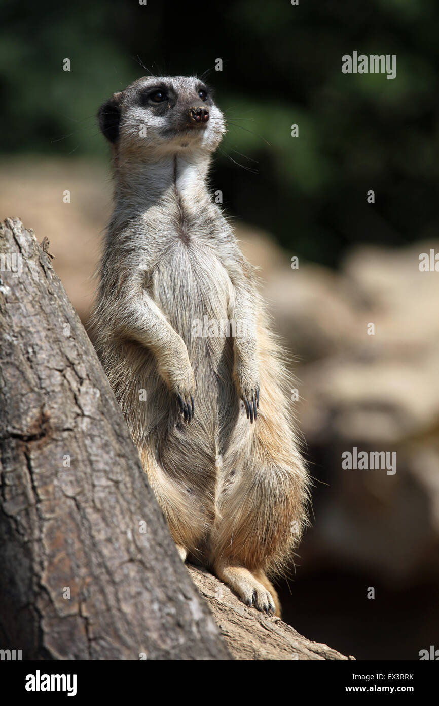 Meerkat (Suricata suricatta), also known as the suricate at Frankfurt ...