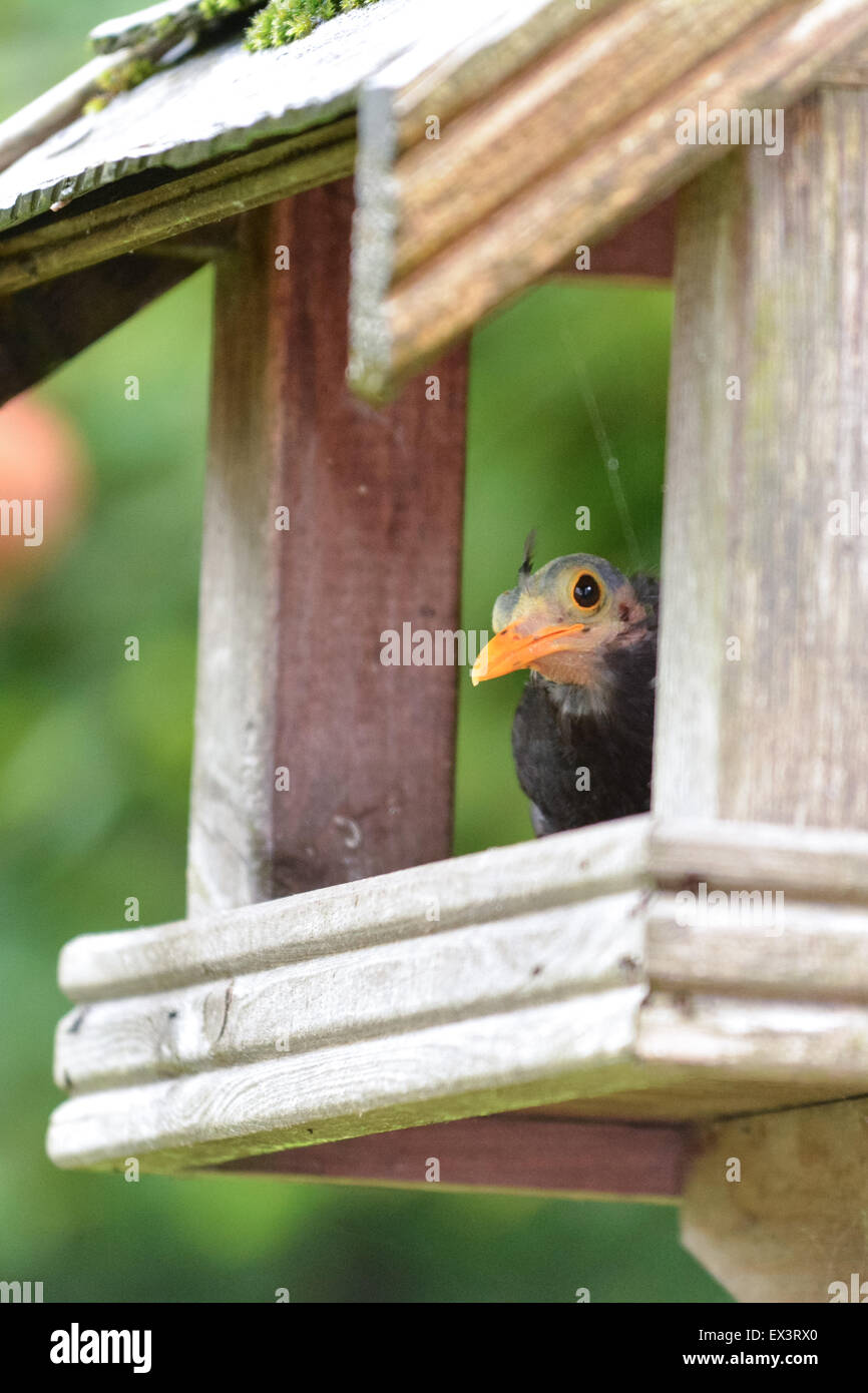 Common Blackbird (Turdus merula) with bald head on bird table - bird ...