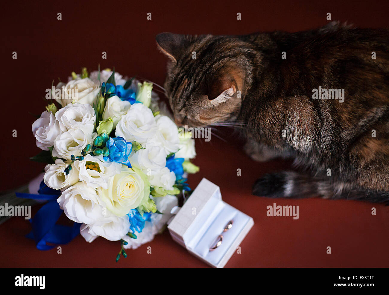 Cat with wedding rings Stock Photo - Alamy