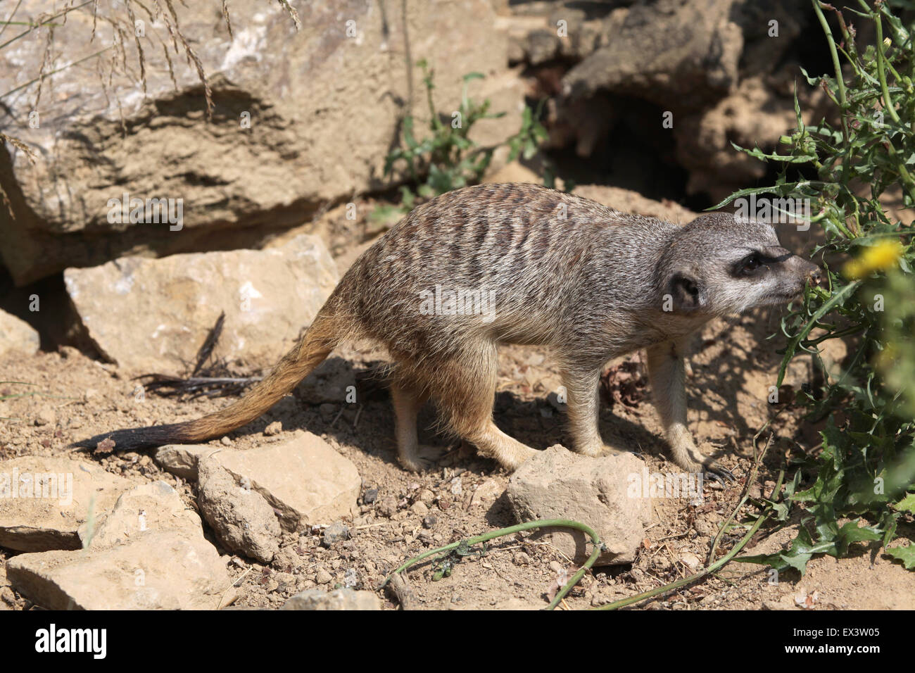 Meerkat (Suricata suricatta), also known as the suricate at Frankfurt ...