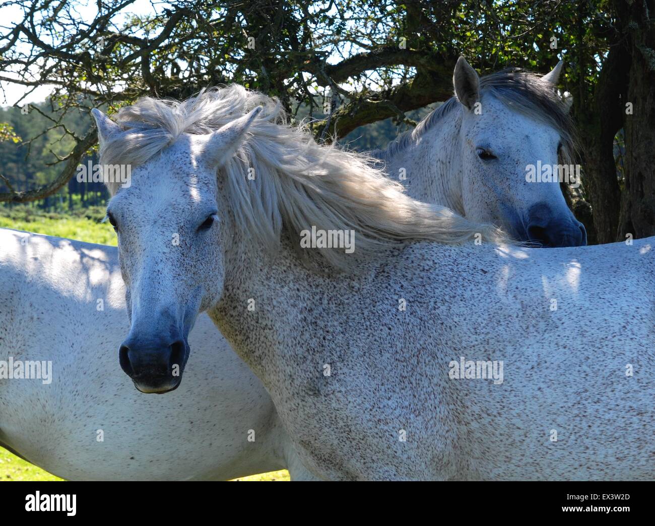 Two white horses posing like models under the shade of a tree Stock ...