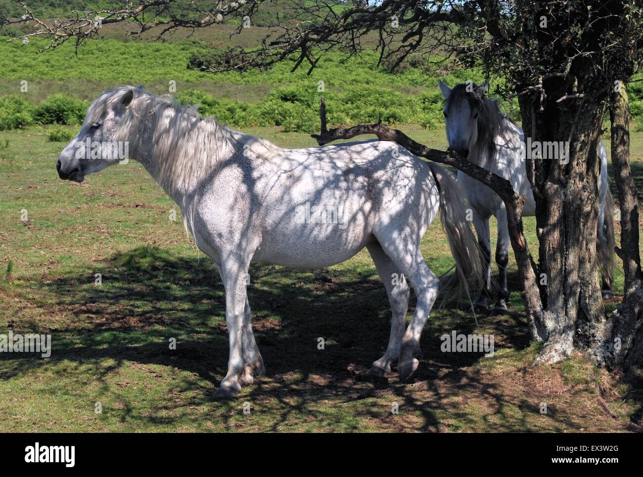 New Forest Pony scratching an itch on its back on a tree branch while ...