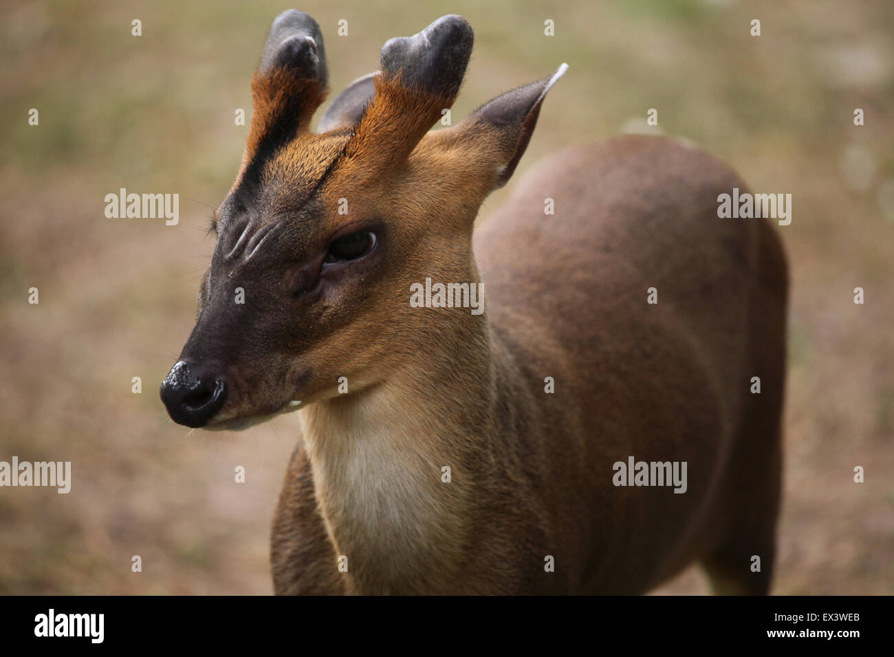 Reevess muntjak reeves hi-res stock photography and images - Alamy