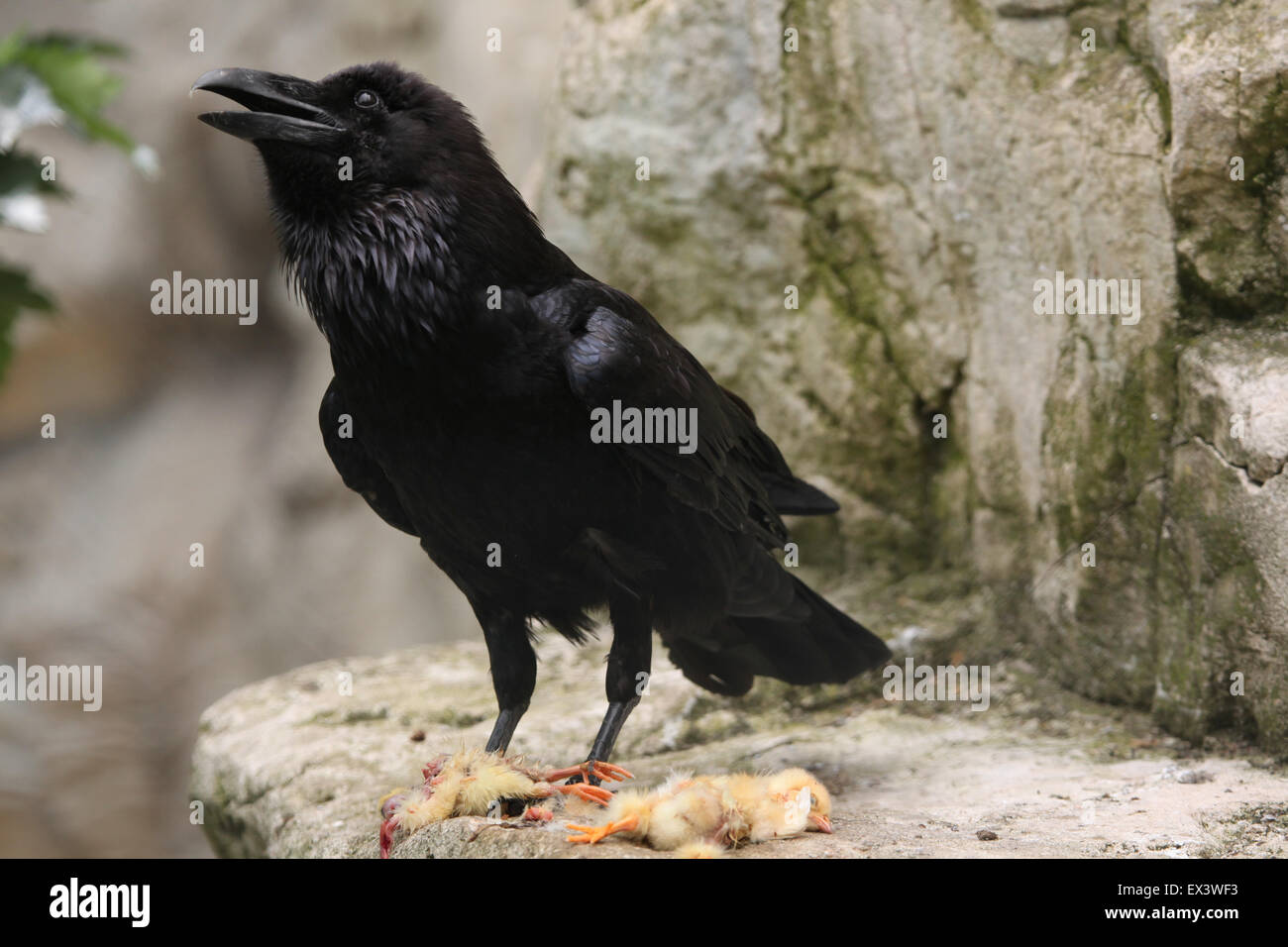 Common raven (Corvus corax) eating dead chicken at Frankfurt Zoo in ...