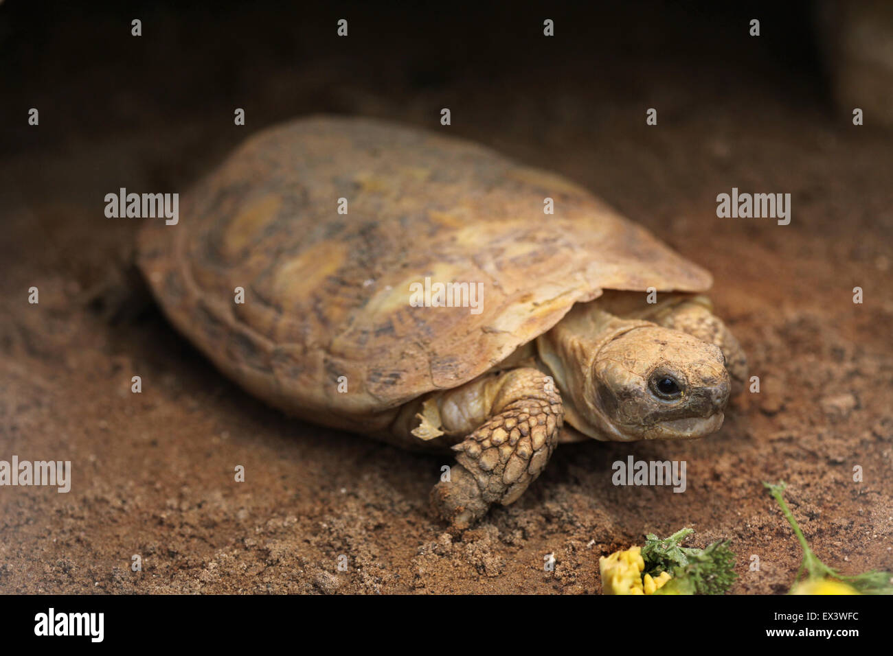 Pancake tortoise (Malacochersus tornieri) at Frankfurt Zoo in Frankfurt ...