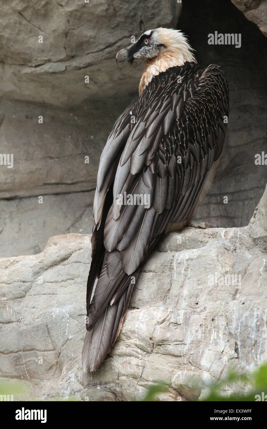 Bearded vulture (Gypaetus barbatus), also known as the lammergeyer at ...