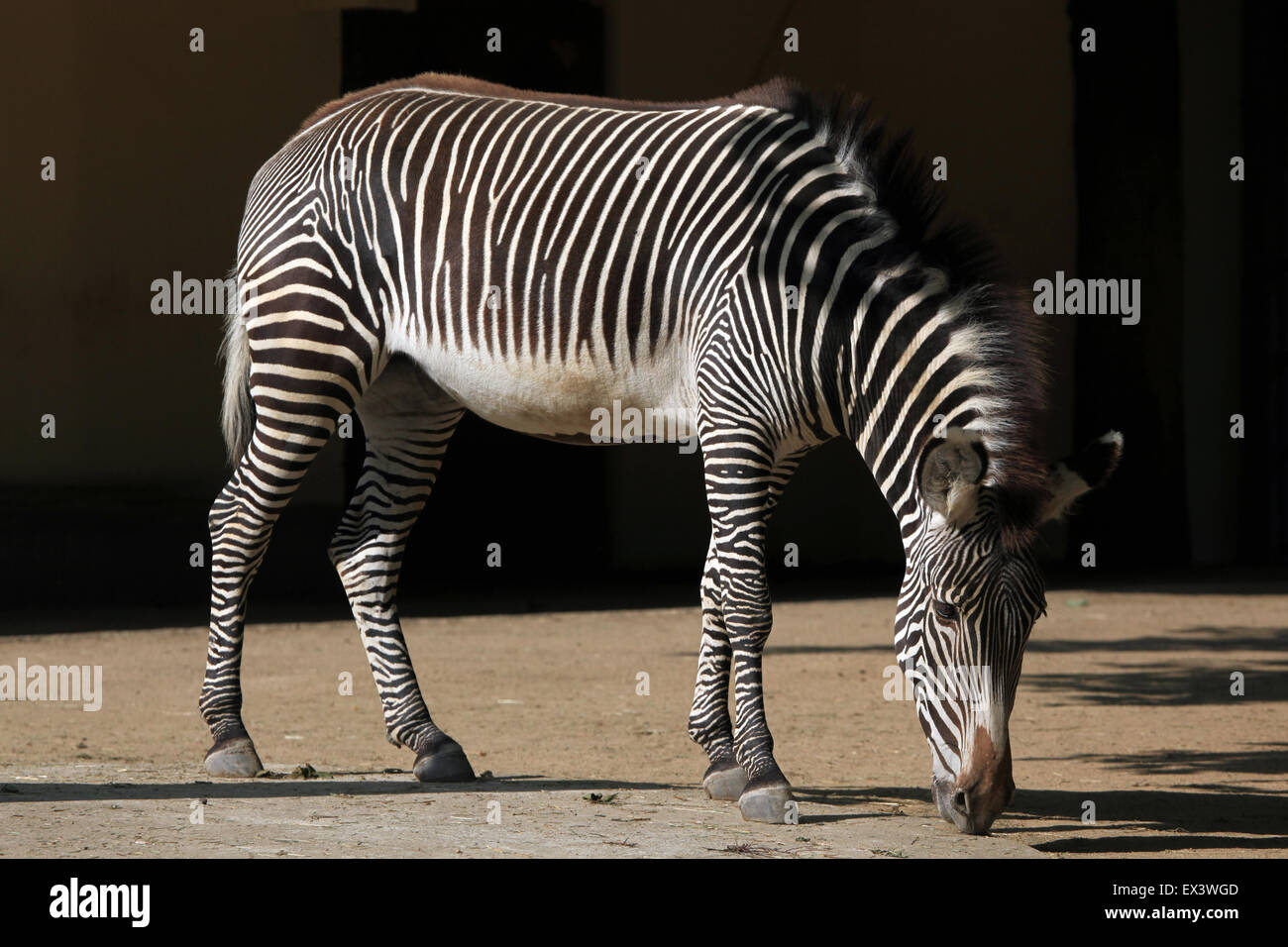 Grevy's zebra (Equus grevyi), also known as the imperial zebra at ...