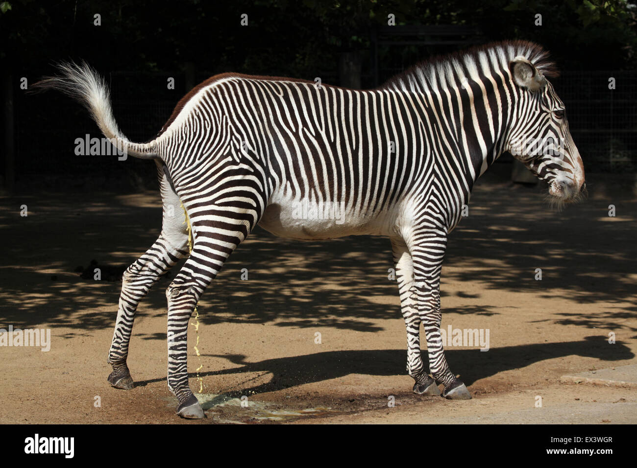 Zebra Pee