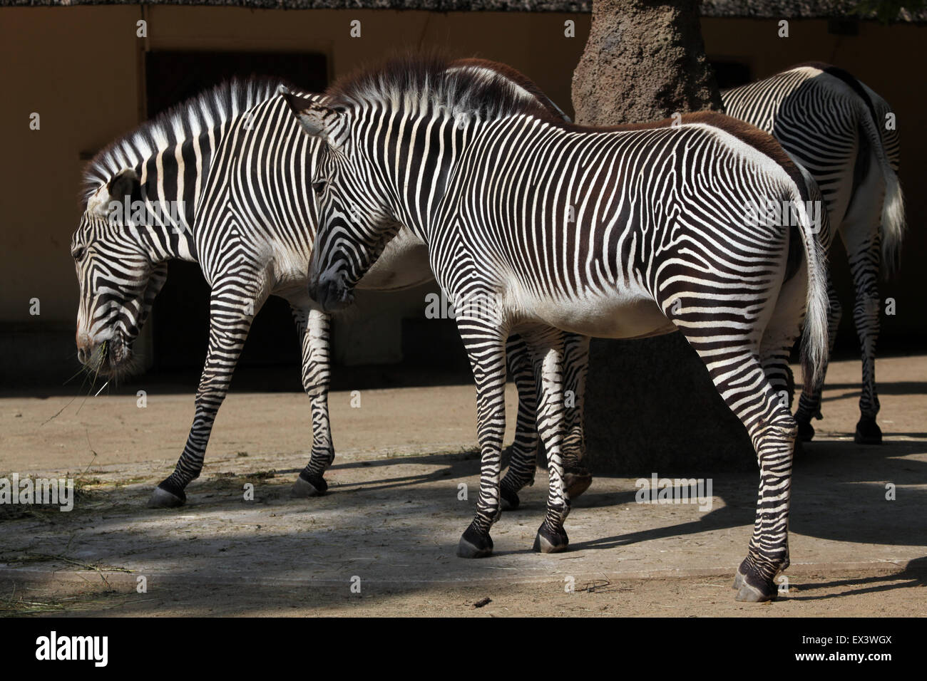Grevy's zebra (Equus grevyi), also known as the imperial zebra at ...