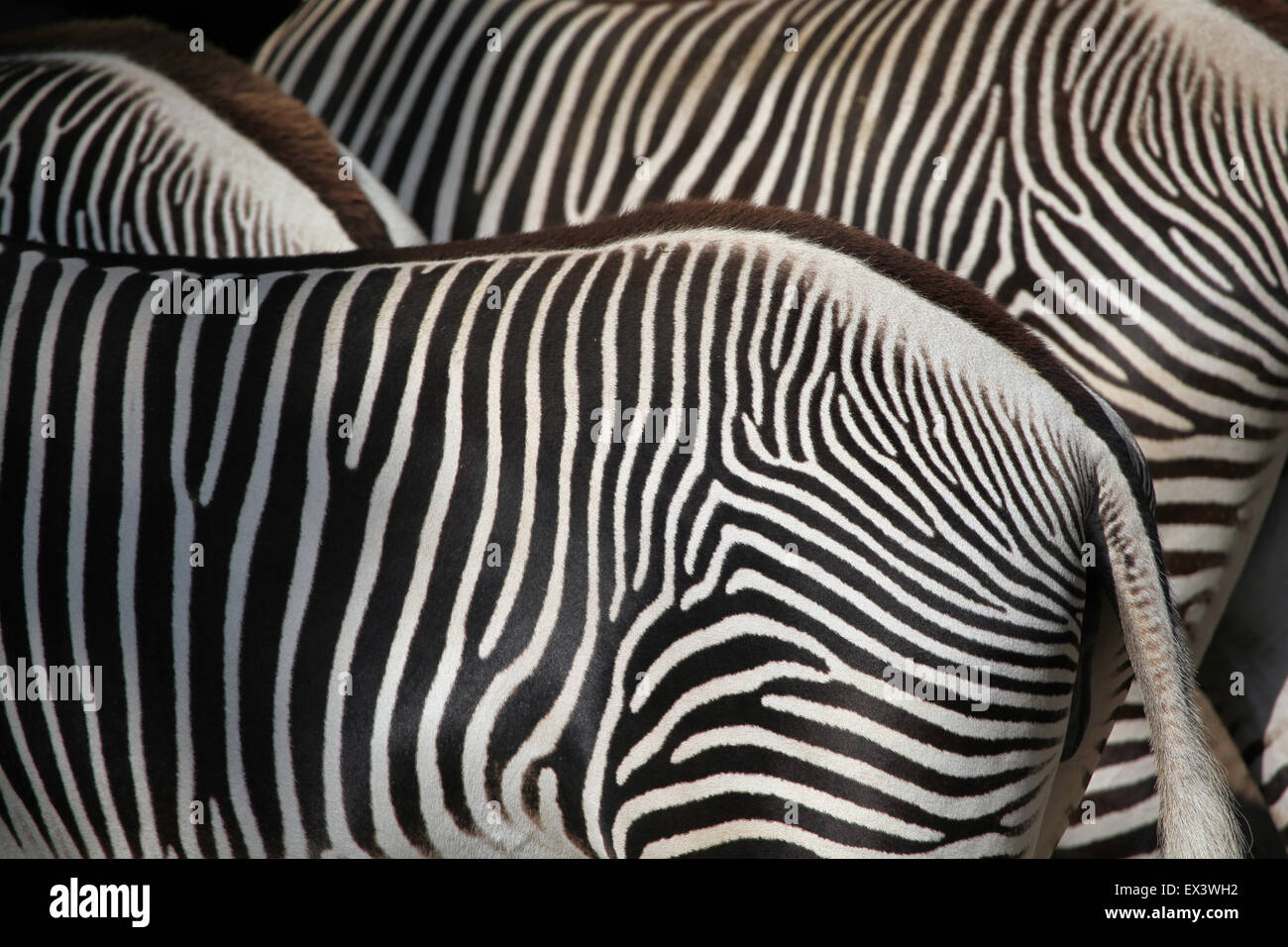 Skin of the Grevy's zebra (Equus grevyi), also known as the imperial ...