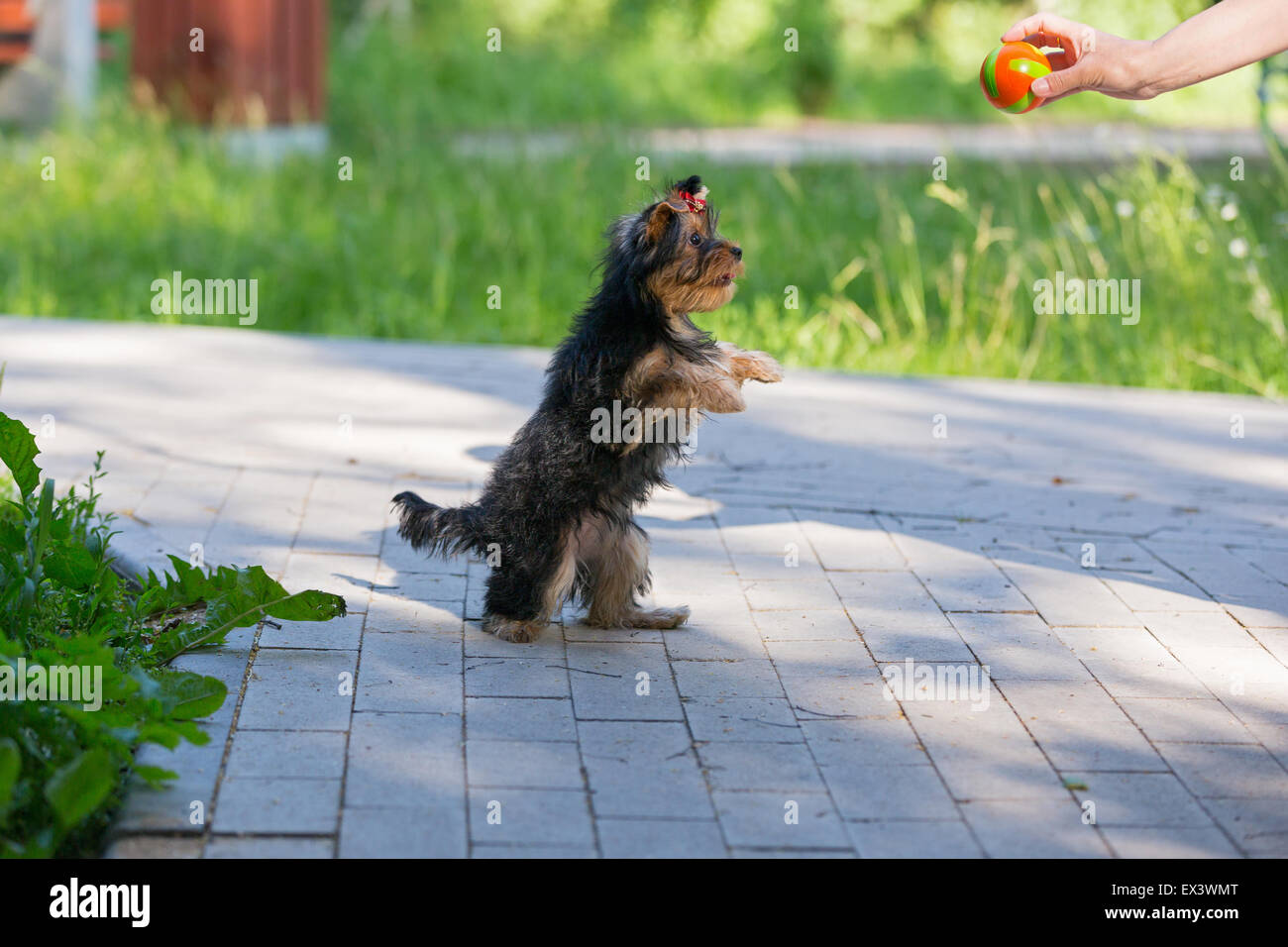 Puppy hind legs hi-res stock photography and images - Alamy