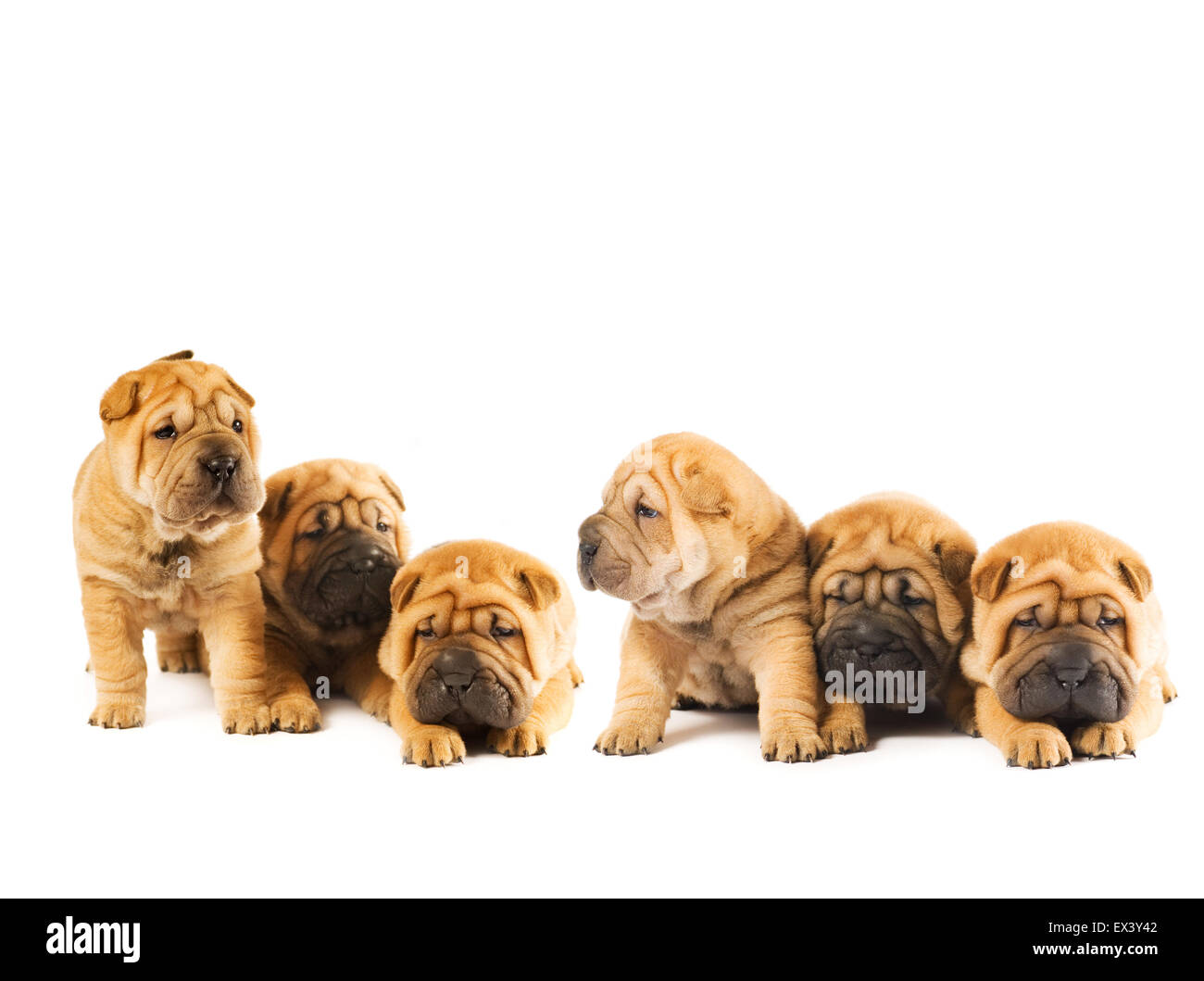 Group of beautiful sharpei puppies isolated on white background Stock ...