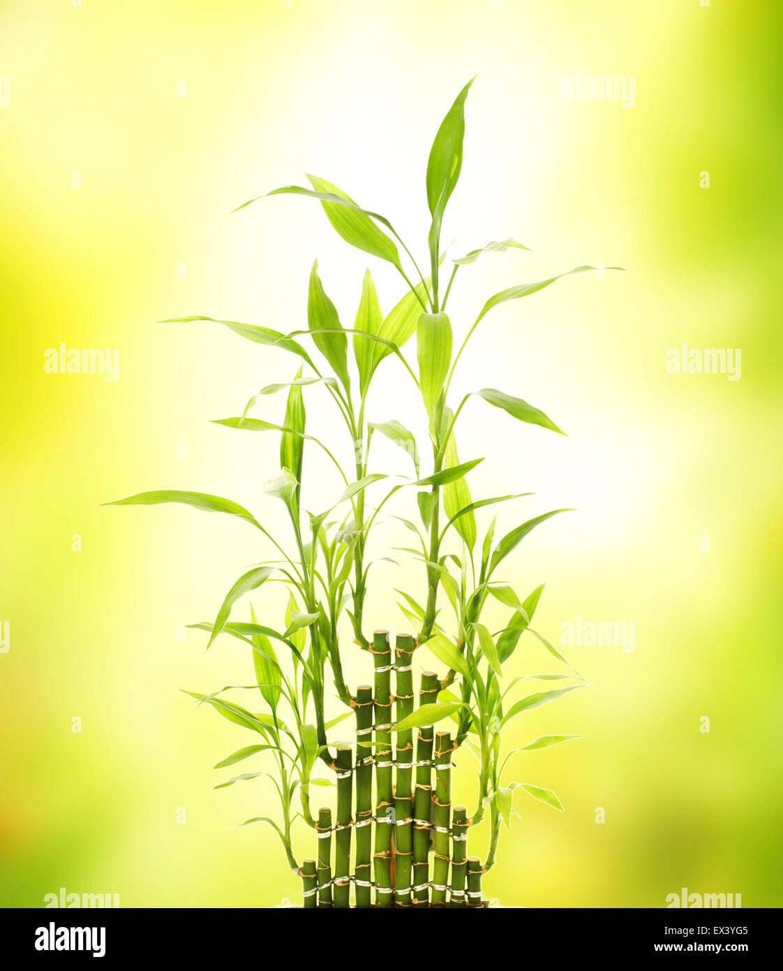Green bamboo leaves over abstract blurred background Stock Photo - Alamy