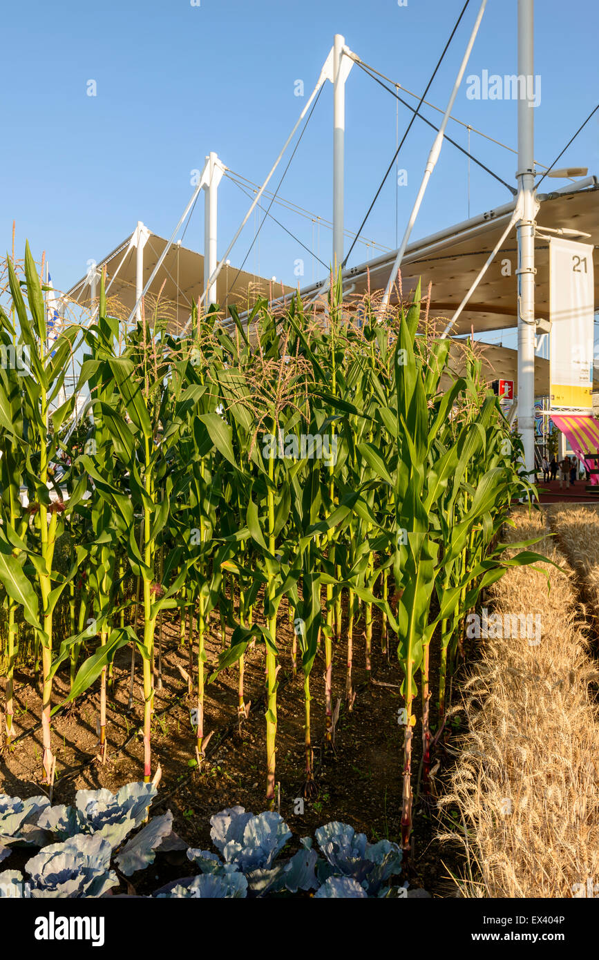 Maize cultivation hi-res stock photography and images - Alamy
