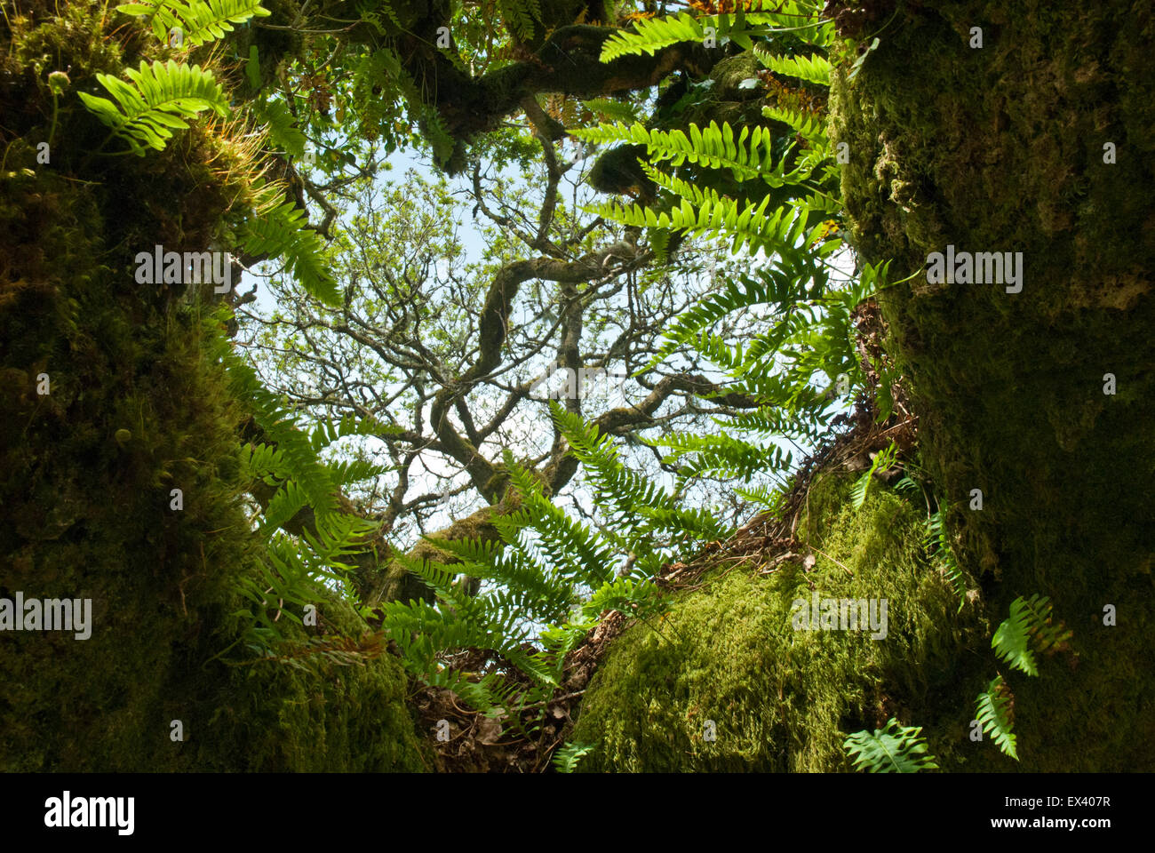 Wistman's Wood, Dartmoor, Devon UK. Looking through gnarled ancient ...