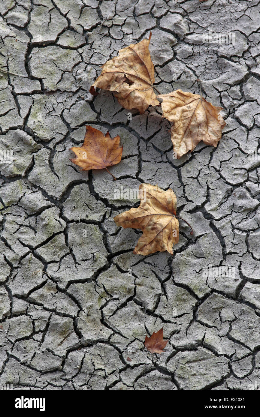 Autumn leaves in the dry parched ground Stock Photo - Alamy
