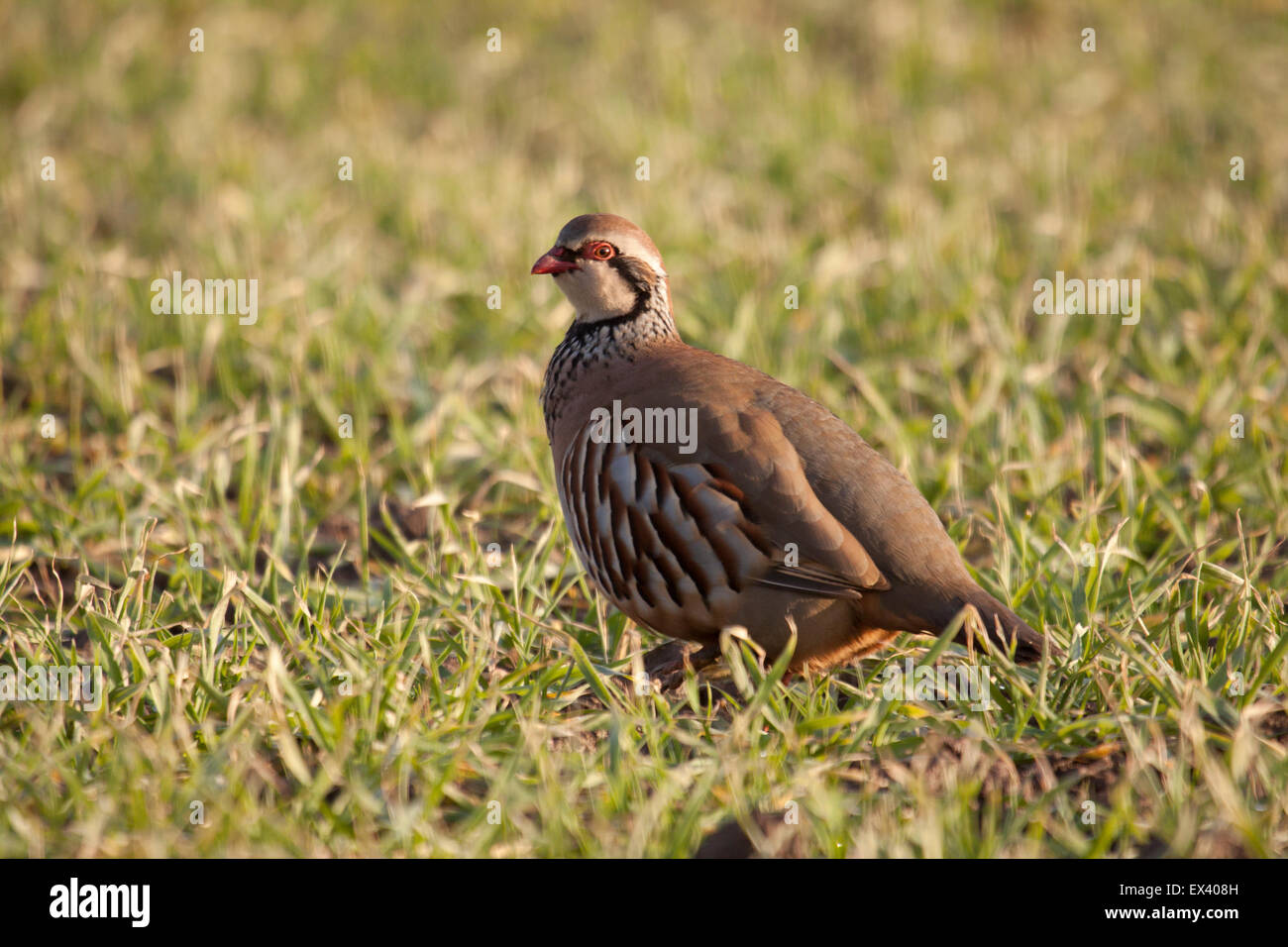 Red-legged Partridge (Alectoris rufa) in arable field Stock Photo - Alamy