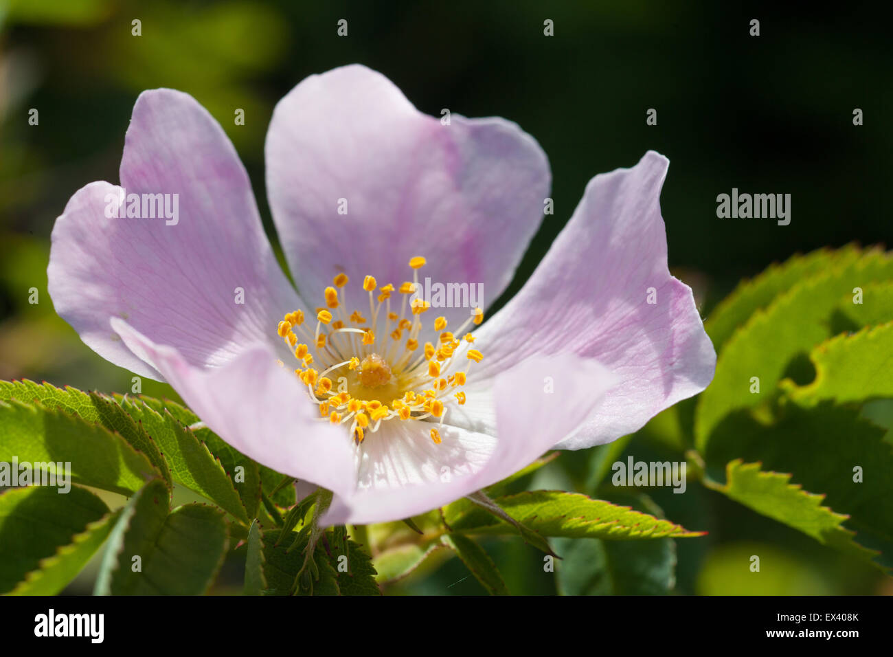 Dog rose flowers in bloom Stock Photo - Alamy