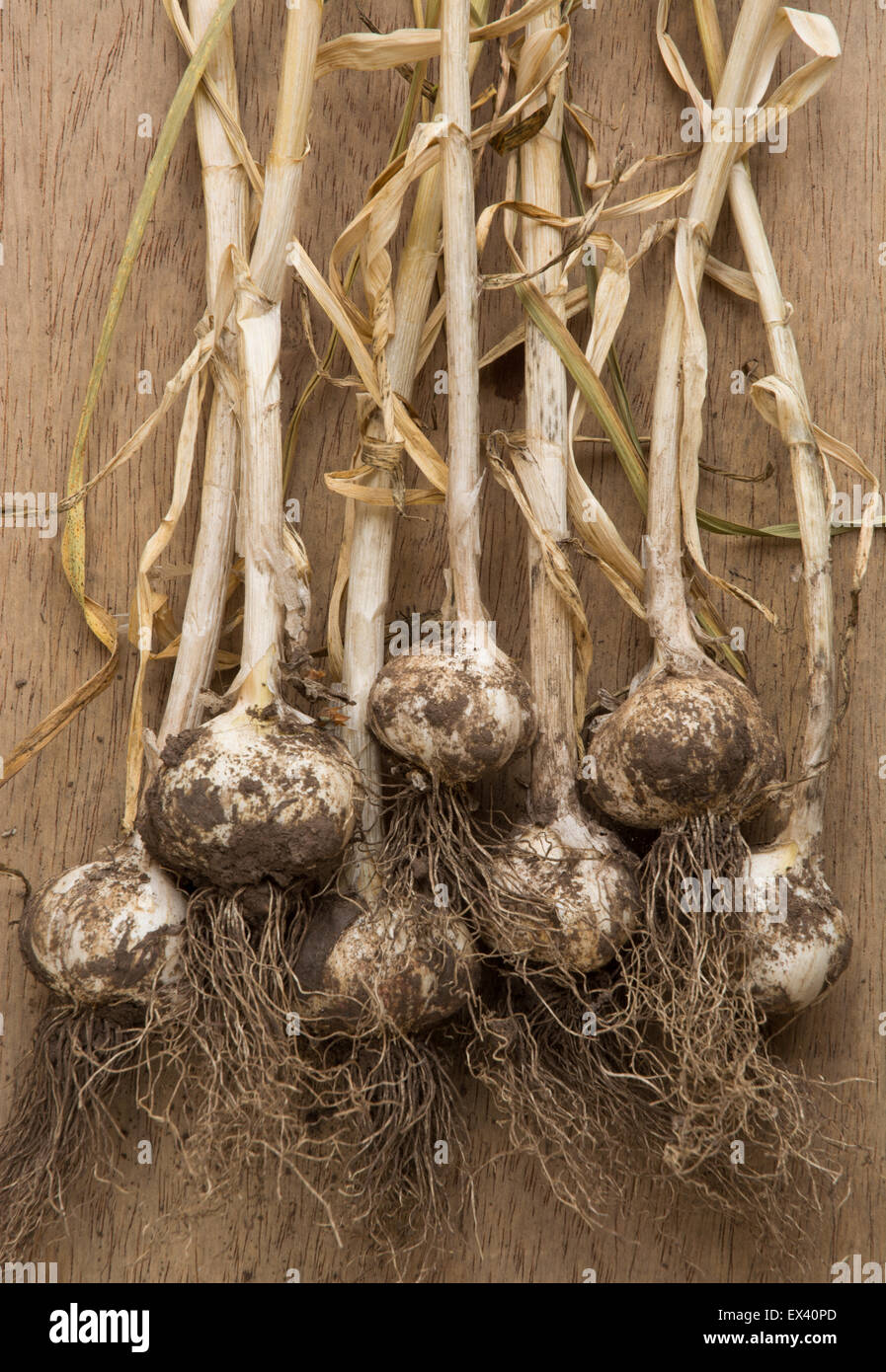 Garlic roots hi-res stock photography and images - Alamy