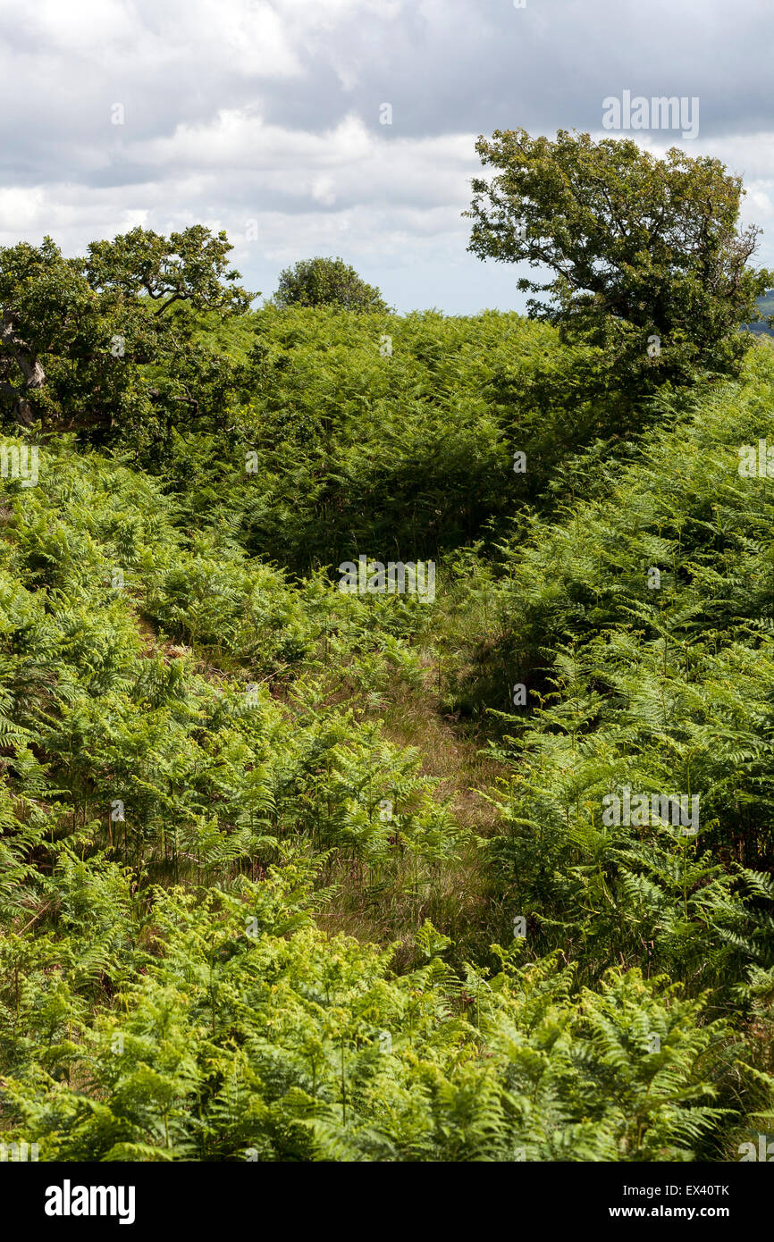 ramparts inside Cranbrook Castle,Cranbrook Castle is an Iron Age Hill ...