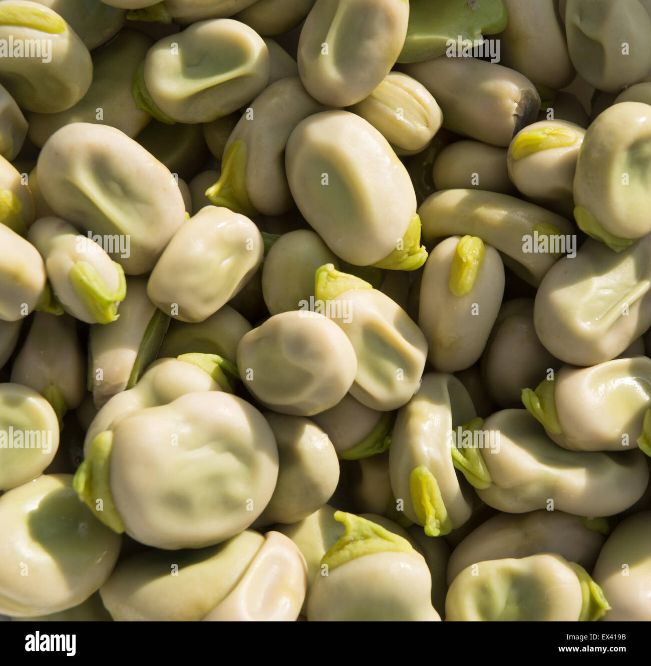 Legumes broad beans hi-res stock photography and images - Alamy