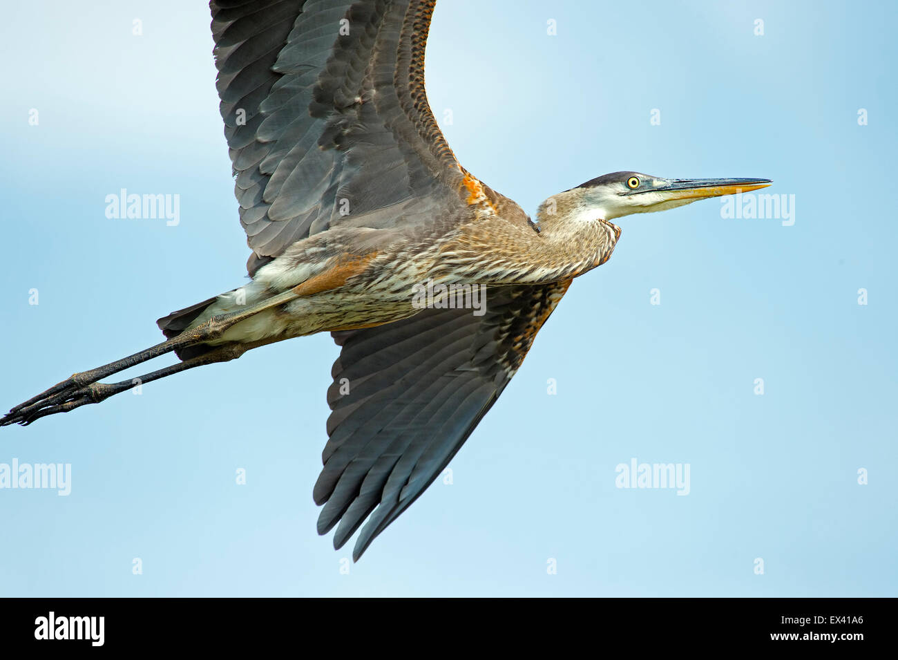 Great Blue Heron in Flight Stock Photo - Alamy