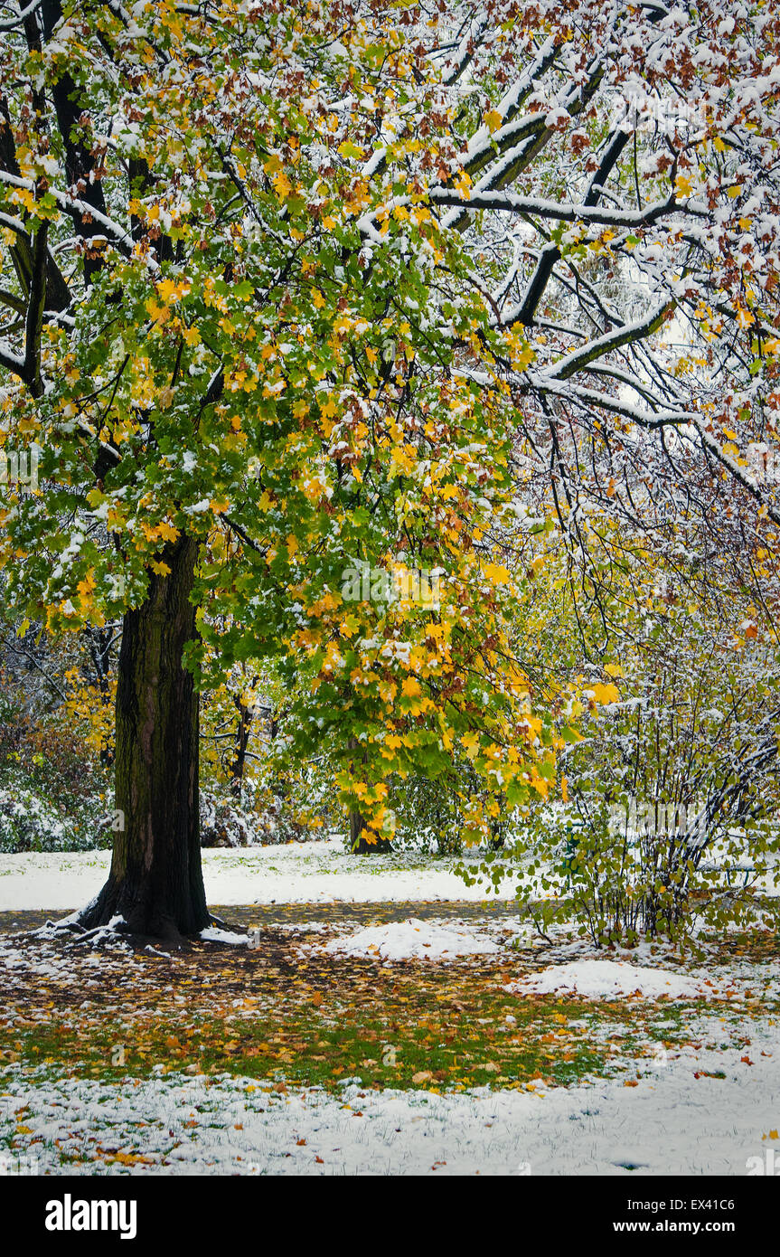 beautiful tree in the park in autumn Stock Photo - Alamy