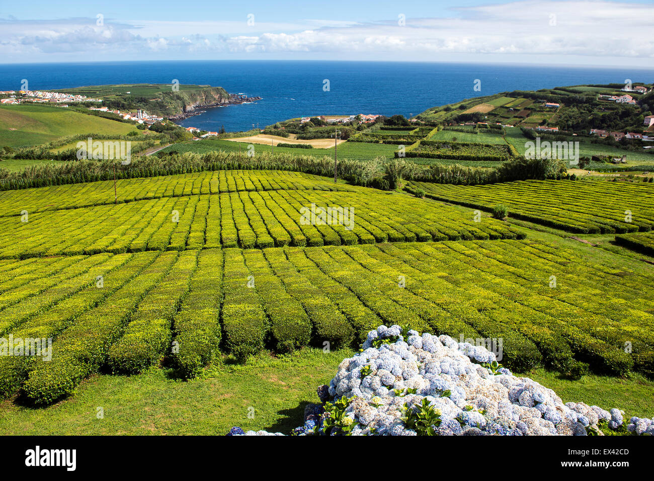 Tea time in Azores Stock Photo - Alamy
