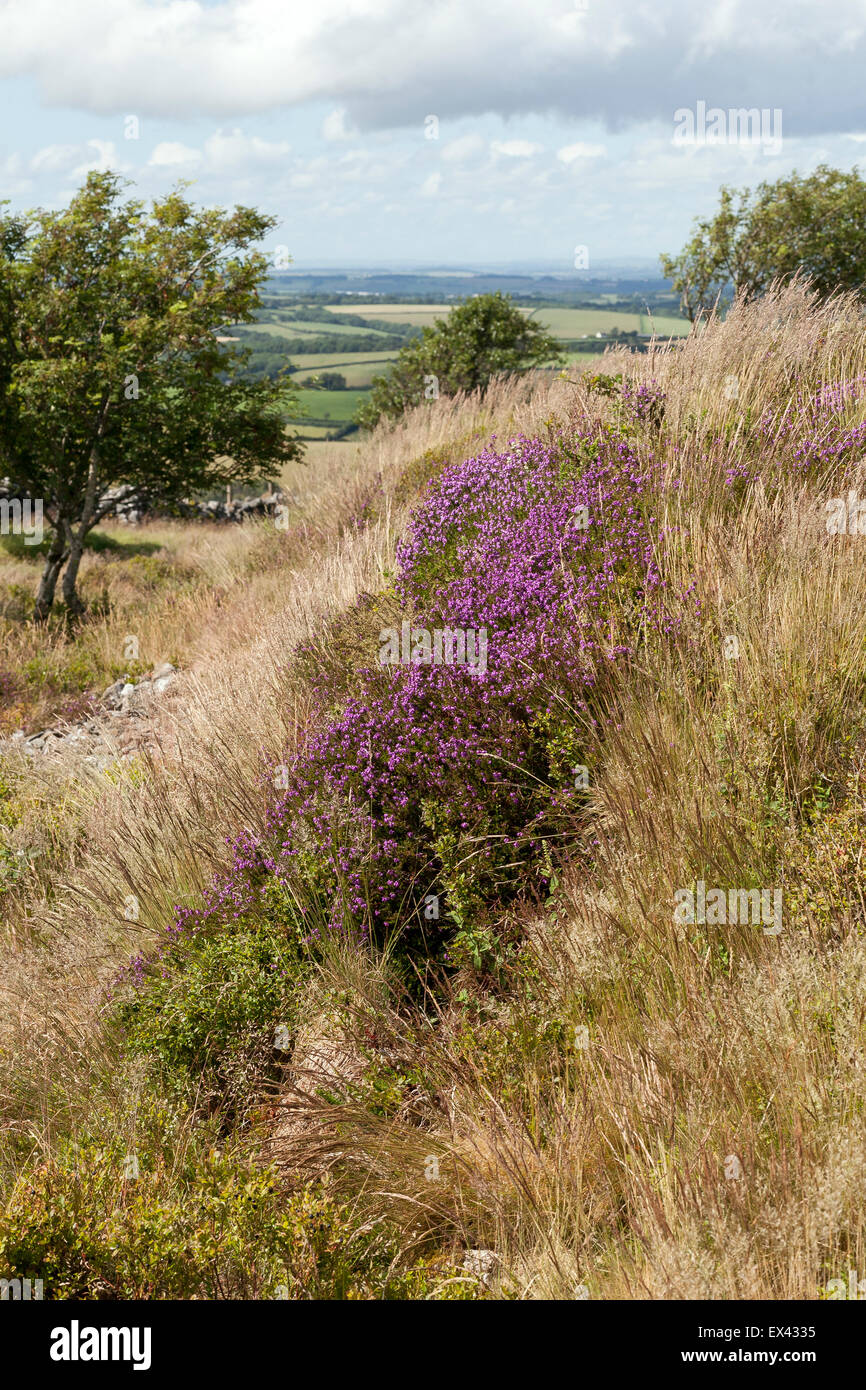 Cranbrook Castle is an Iron Age Hill fort occupying a commanding ...