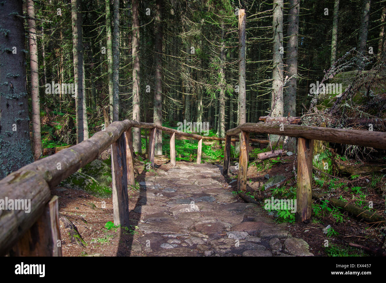 Stump road hi-res stock photography and images - Alamy