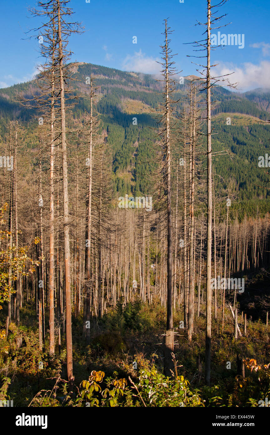 dry pine forest in the Tatra mountains Stock Photo - Alamy