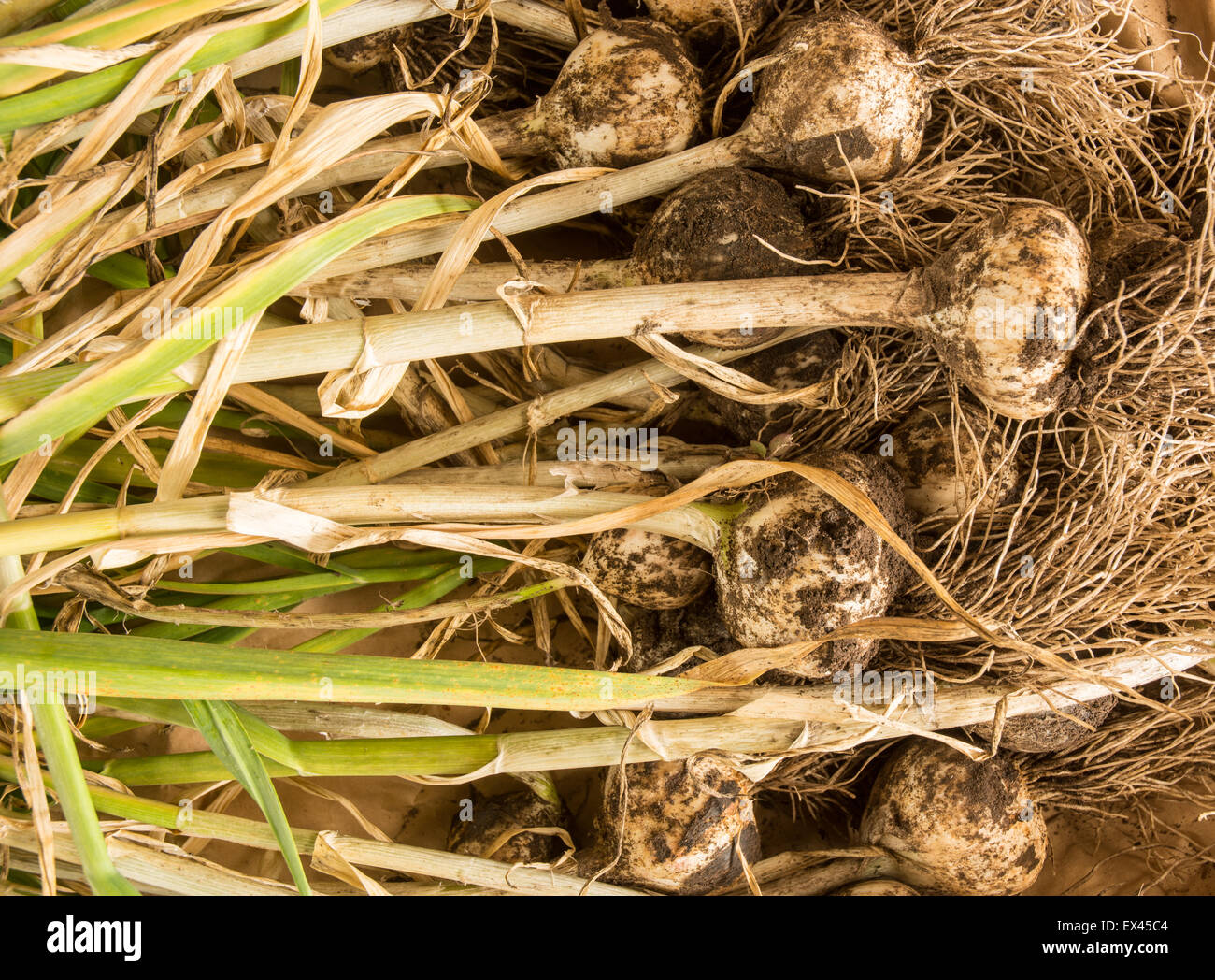 freshly dug garlic Stock Photo - Alamy