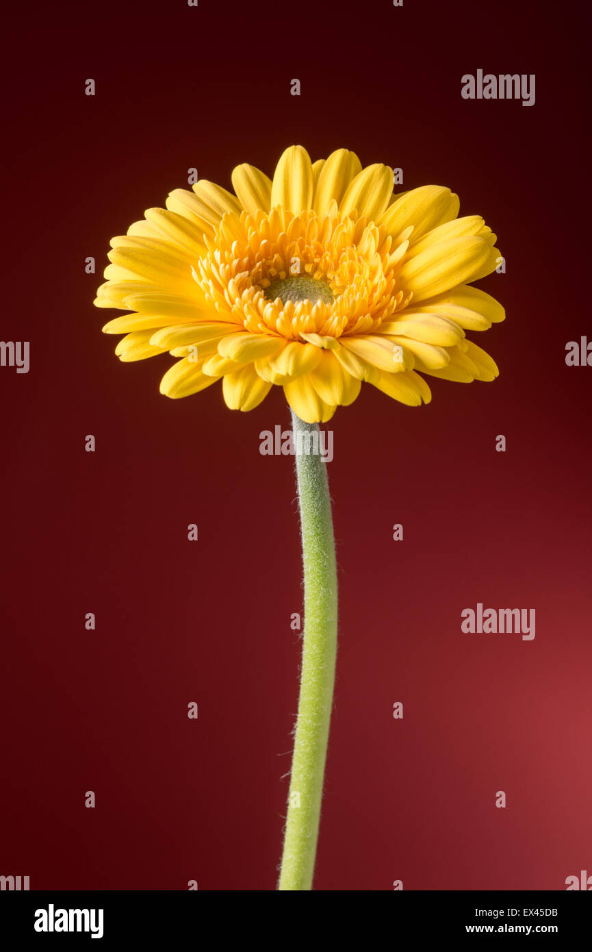 Yellow gerbera petals hi-res stock photography and images - Alamy