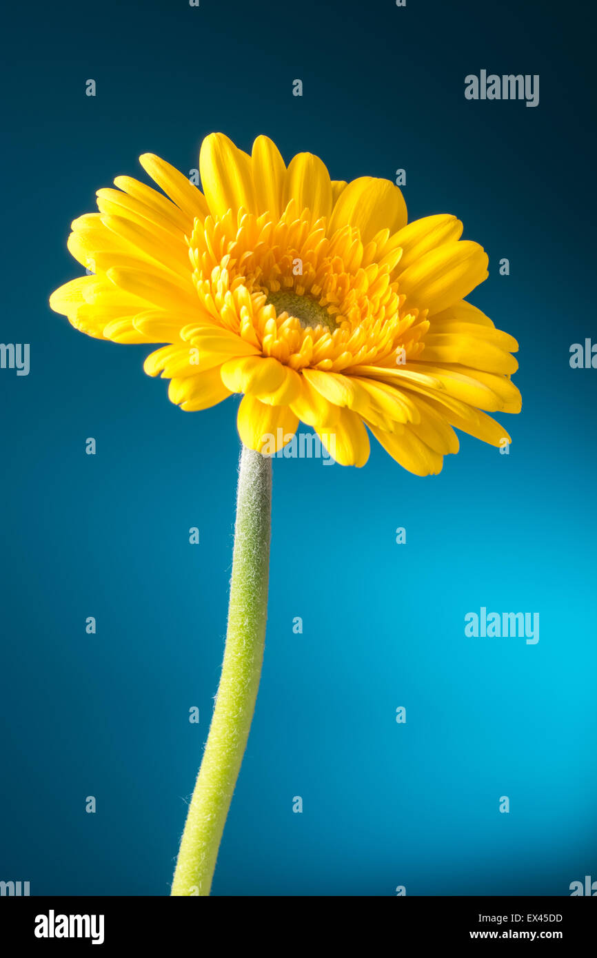 Yellow gerbera petals hi-res stock photography and images - Alamy