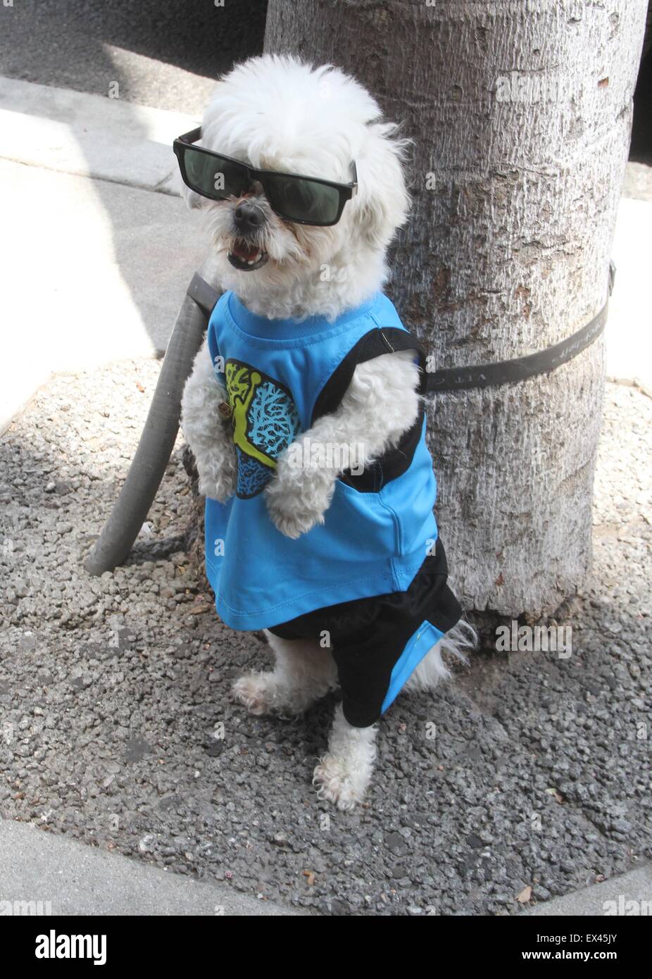 Internet star Dinky the Dog out and about in Beverly Hills Featuring ...