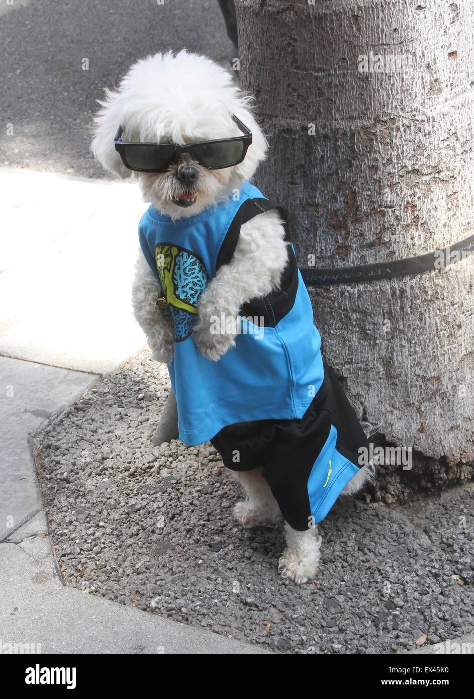 Internet star Dinky the Dog out and about in Beverly Hills Featuring ...
