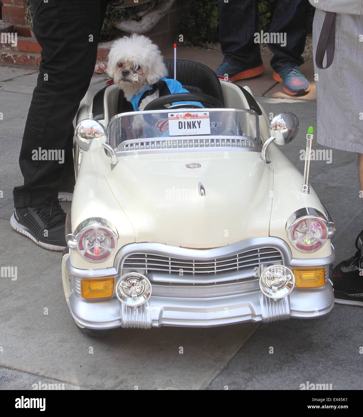 Internet star Dinky the Dog out and about in Beverly Hills Featuring ...