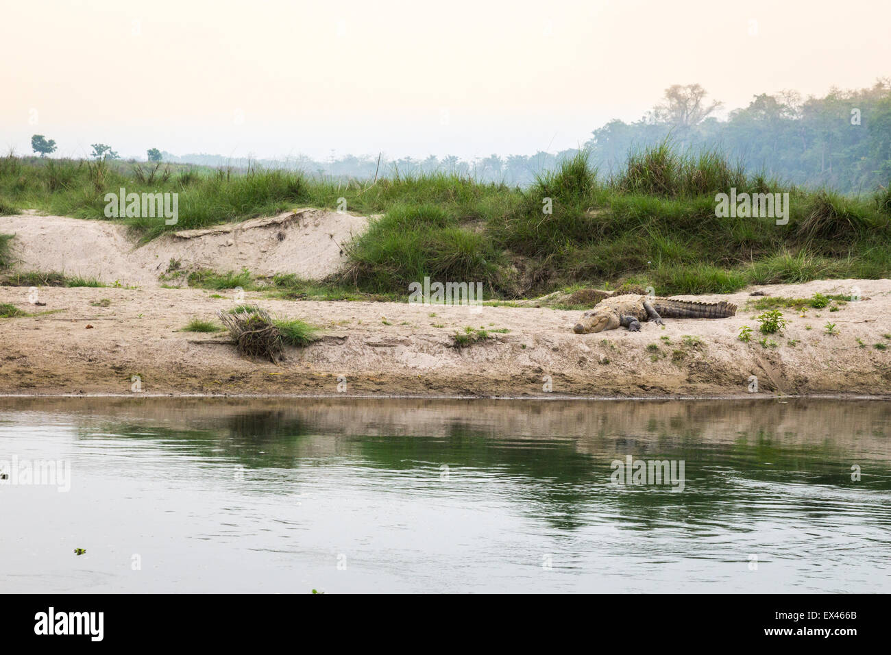 Crocodile in the National Park Chitwan Stock Photo - Alamy