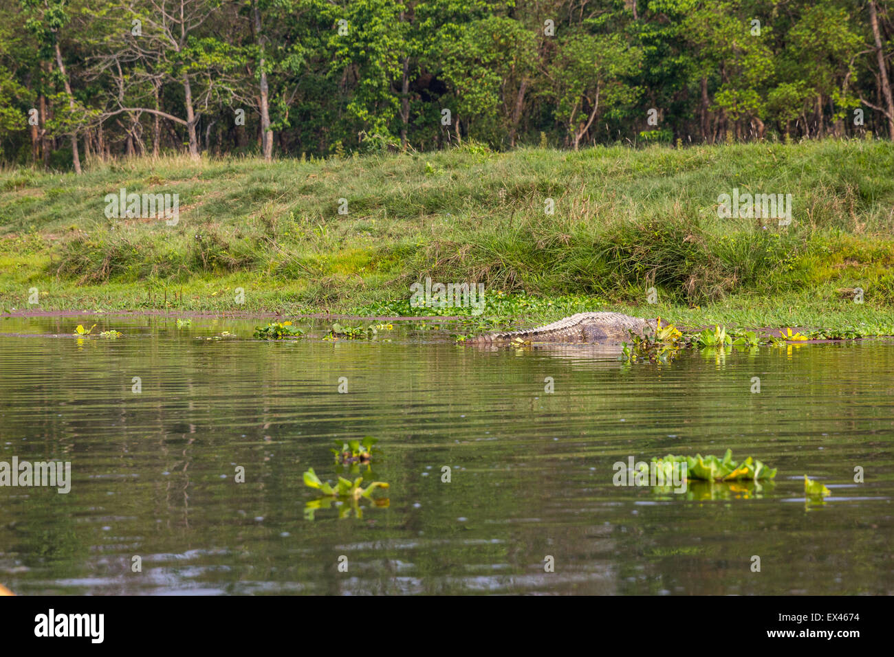 Reptiles of nepal hi-res stock photography and images - Alamy