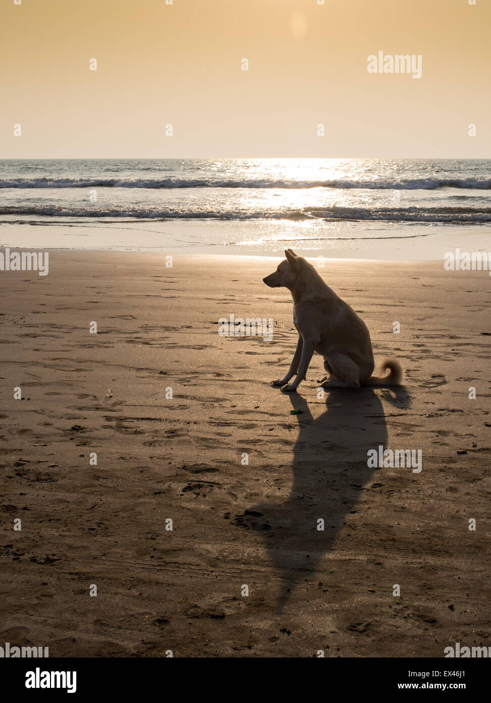 dog out over a beach Stock Photo - Alamy