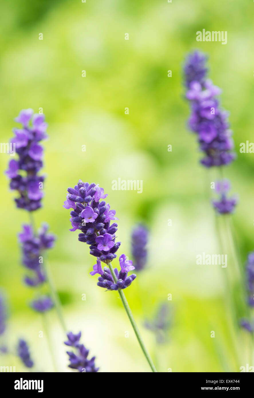 Lavandula. Lavender flowering Stock Photo - Alamy