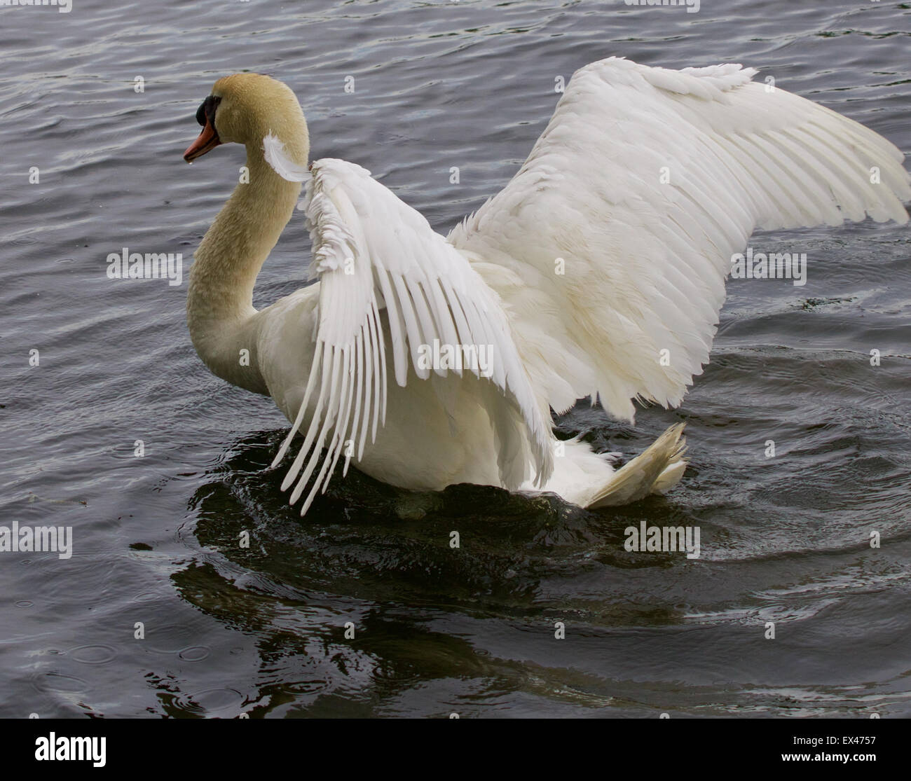 Strong reaction hi-res stock photography and images - Alamy